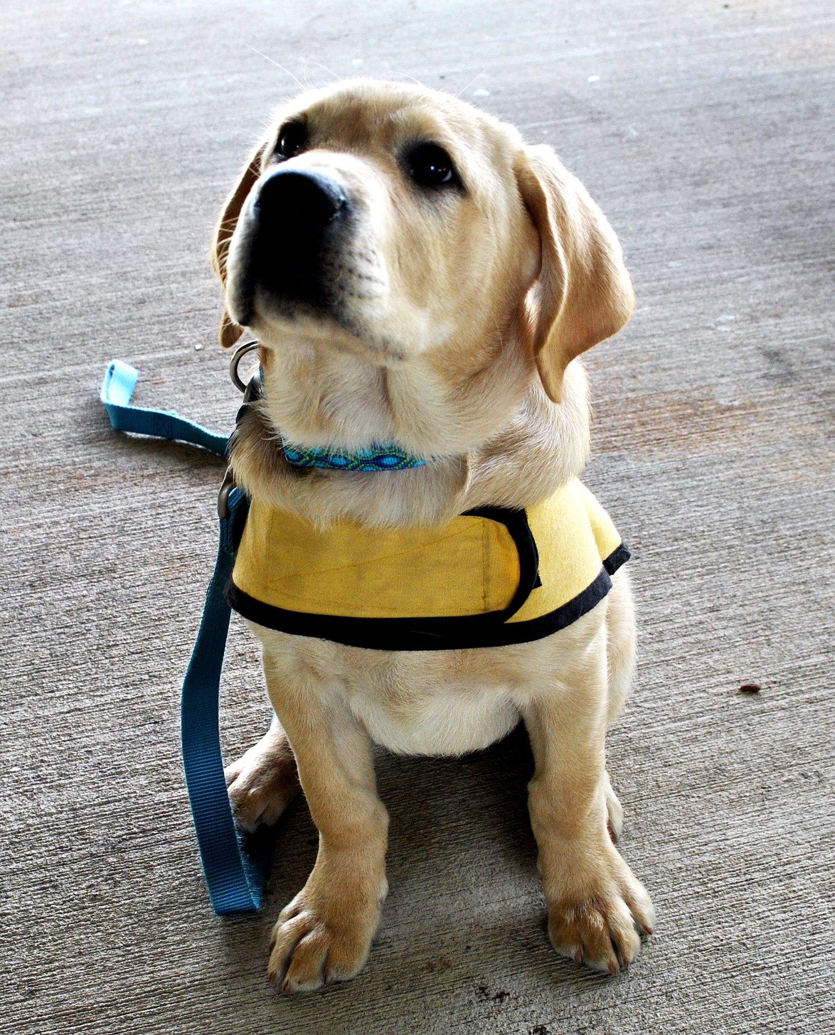 Olivia spending her summer training Lancer to be a guide dog | News ...